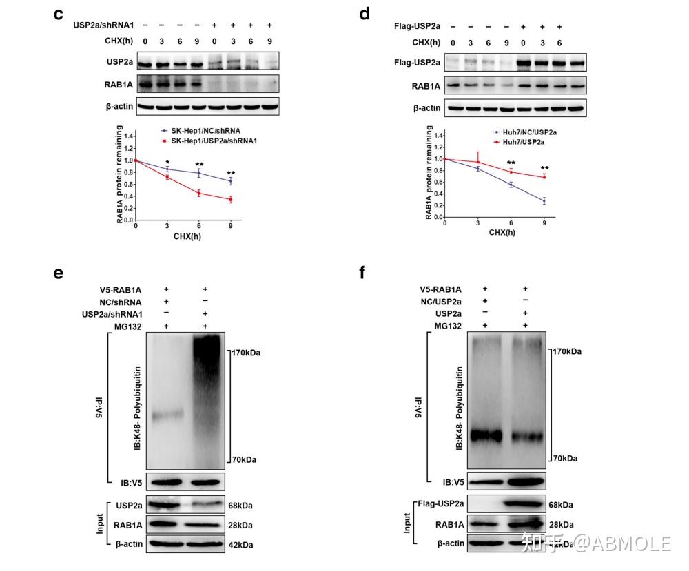 【AbMole科研】泛素特异性蛋白酶2a通过去泛素化和稳定RAB1A - 知乎