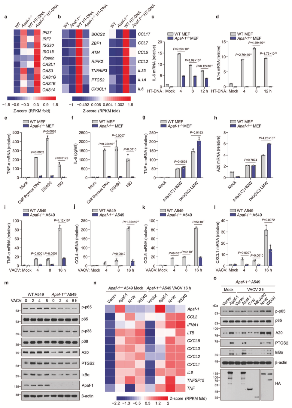 Cell Discovery丨Apaf-1是一种进化保守的DNA传感器，可控制细胞凋亡和炎症之间的命运转换 - 知乎
