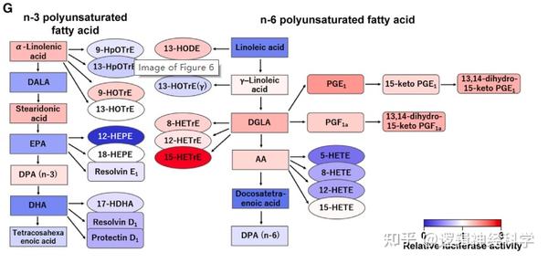 Neuron︱日本东京都医学科学研究所团队发现磷脂酶A2介导的脂质代谢触发缺血性脑卒中后自发神经修复 - 知乎