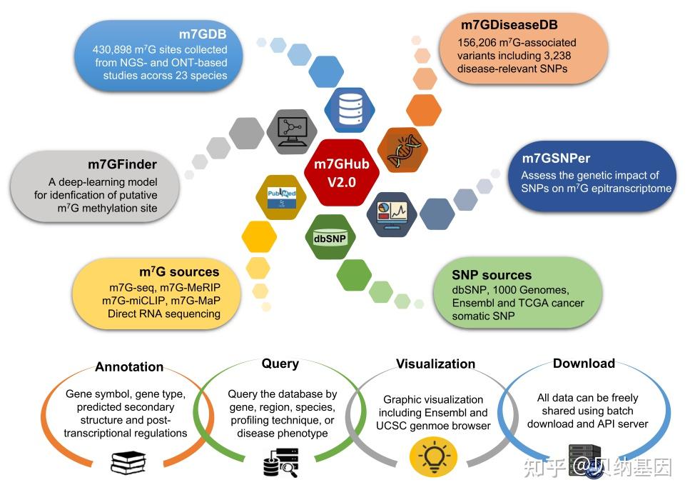 m7GHub V2.0：一个用于解析表观转录组m7G甲基化修饰的数据库 - 知乎