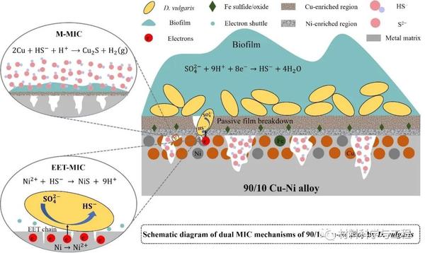 中国海洋大学《Corrosion Science》：铜镍合金微生物腐蚀机理取得重要进展！ - 知乎