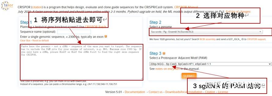 sgRNA实现细胞KO从引物设计到阳性细胞筛选-保证实用 - 知乎