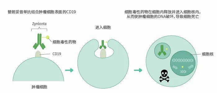CD19靶点科普和研究进展 - 知乎