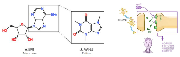 纳康咖啡因系列 | 前沿药剂学赋能超分子咖啡因 - 知乎