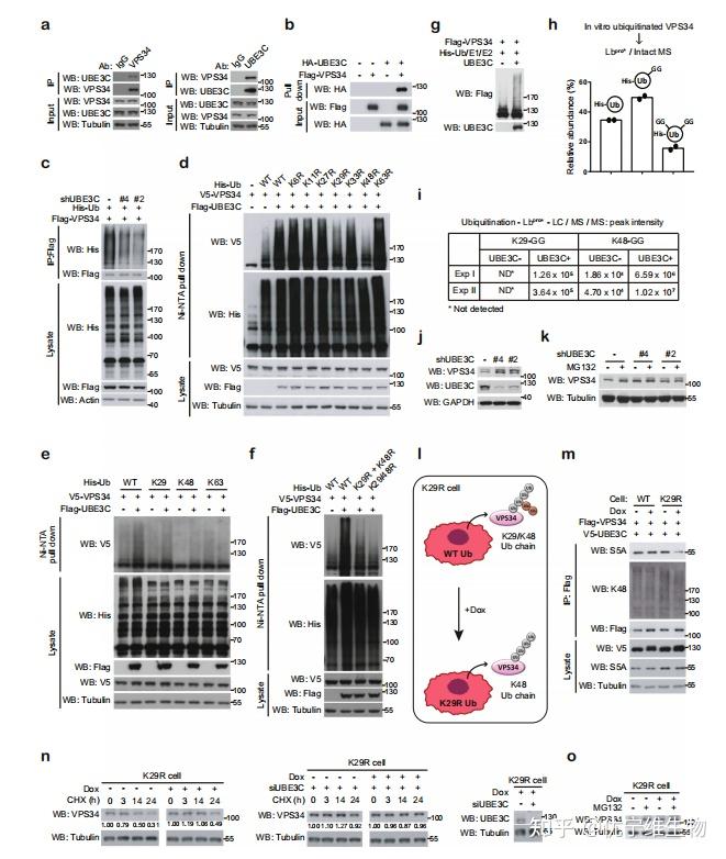 一篇文章带你了解泛素化 - 知乎