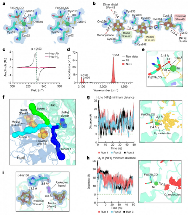 《Nature》，从大气氢气中提取细菌能量的结构基础 - 知乎