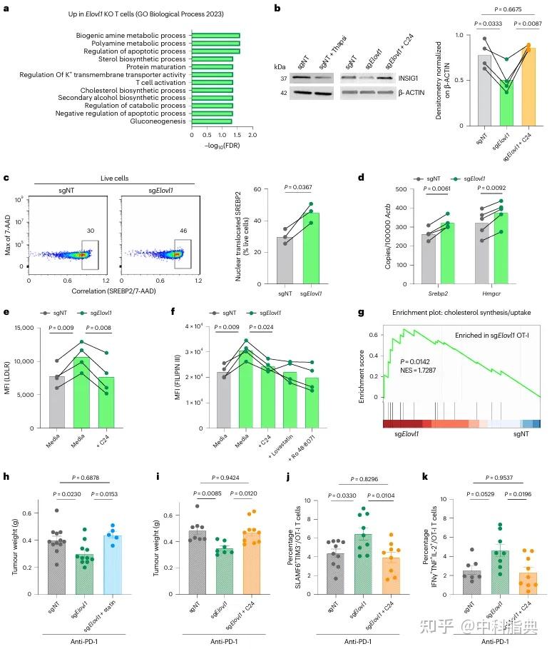 Nature Metabolism：功能性单细胞代谢分析确定Elovl1是增强实体瘤中CD8+ T细胞适应性的靶点 - 知乎