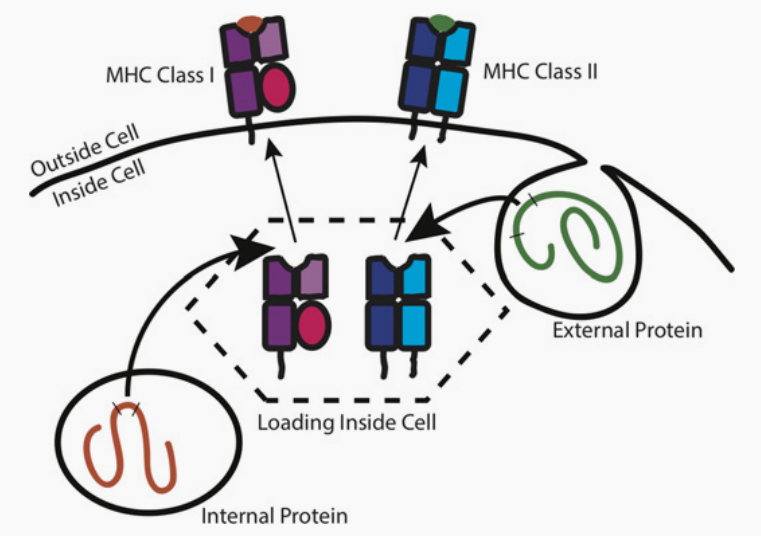 MHC分子：免疫系统的桥梁——探索守护者背后的秘密 - 知乎