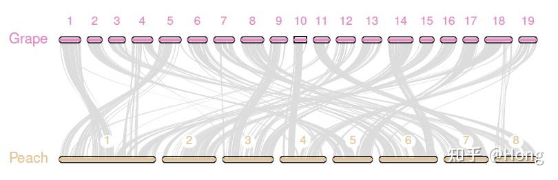 如何用MCScan(Python version).jcvi做出精美的基因组共线性图 - 知乎