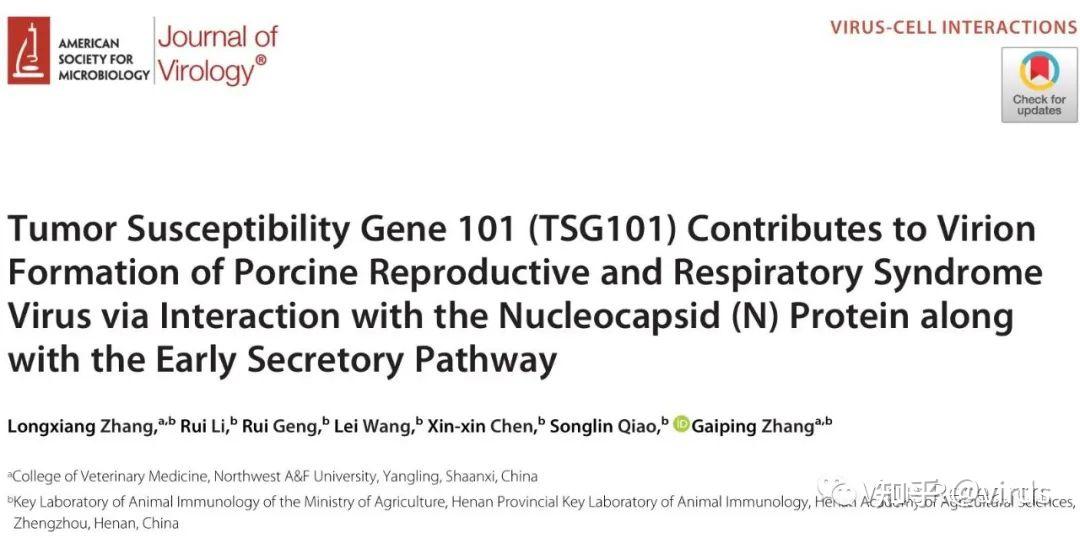 张改平 | TSG101与N蛋白的相互作用促进猪繁殖和呼吸综合征病毒的病毒粒子形成 - 知乎