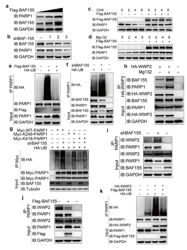 Cell Discov | 孙英贤教授团队揭示心肌肥厚和心肌纤维化机制及治疗靶点 - 知乎