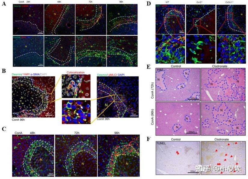 J Cli Inv | 封面文章，教你如何寻找新的功能性细胞亚群 - 知乎