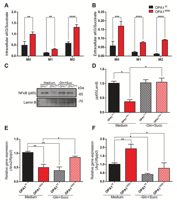 CDD丨OPA1 通过 p65 信号驱动巨噬细胞代谢和功能承诺 - 知乎
