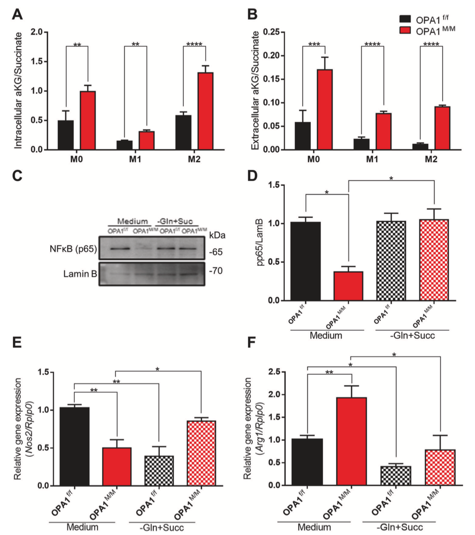 CDD丨OPA1 通过 p65 信号驱动巨噬细胞代谢和功能承诺 - 知乎