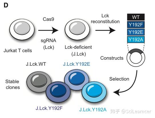 Molecular Cell（回顾）｜Lck的磷酸化位点调节CD45对Lck的激活 - 知乎