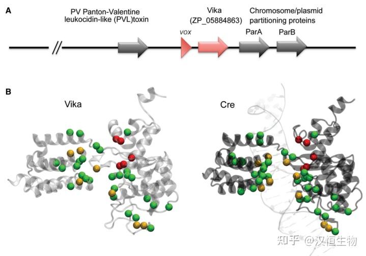 从原理到应用，Cre/Loxp及相关重组酶系统大全 - 知乎