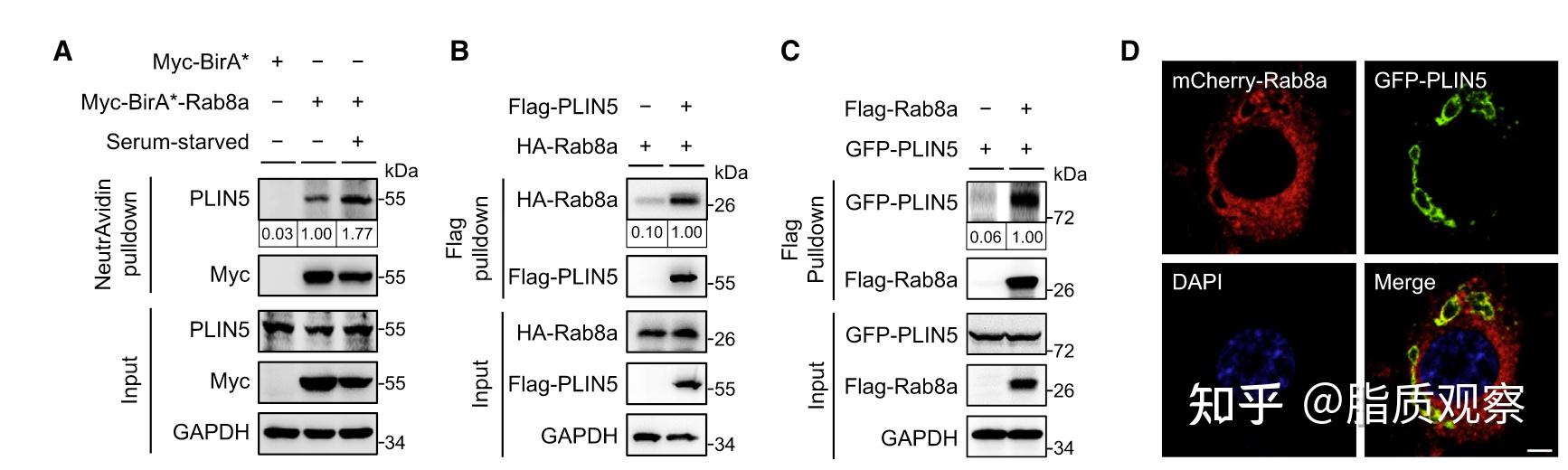 AMPK通过调节Rab8a-Plin5互作促进脂滴线粒体互作 - 知乎