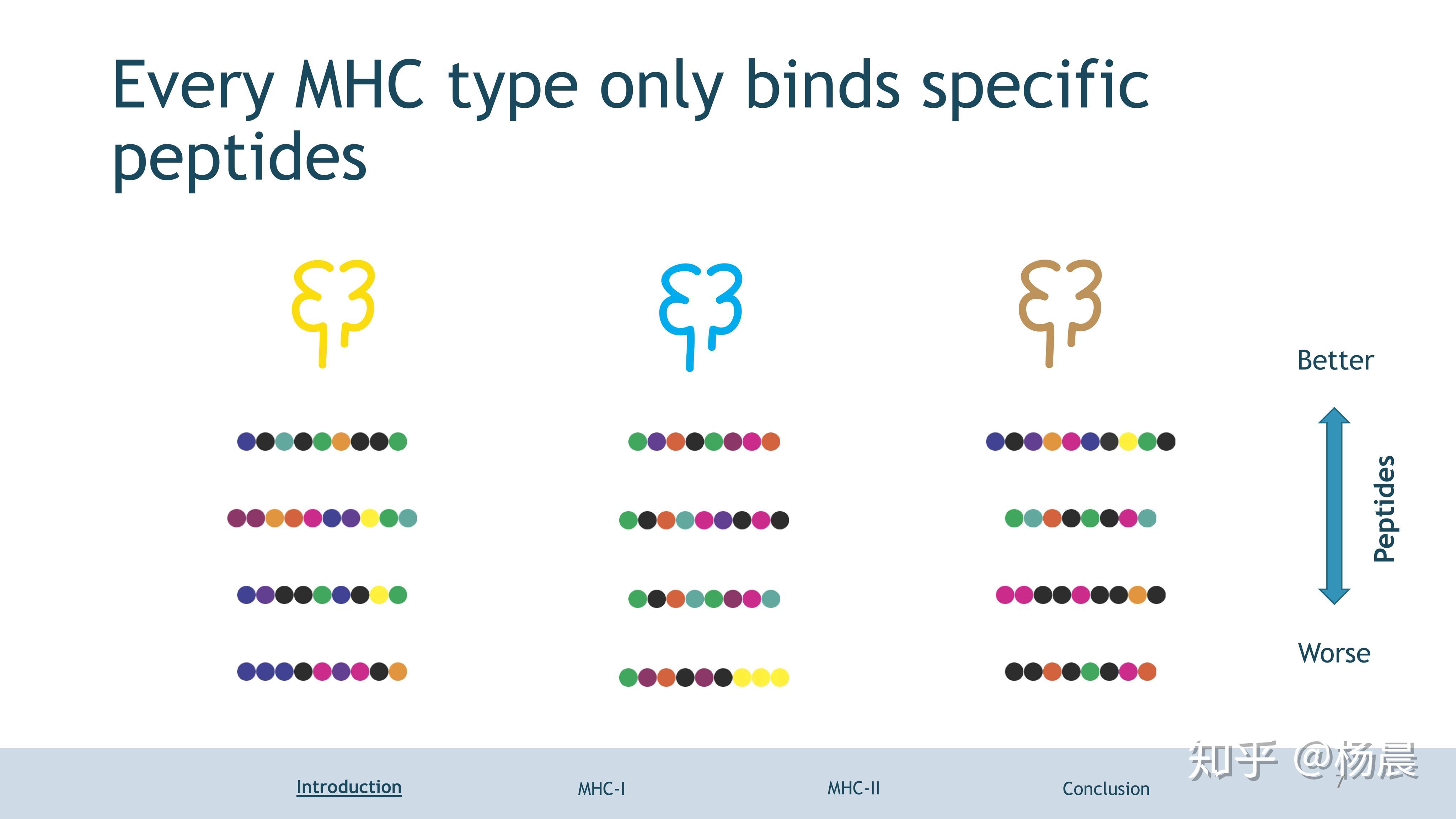 MHC在肿瘤发展过程中的作用 - 知乎