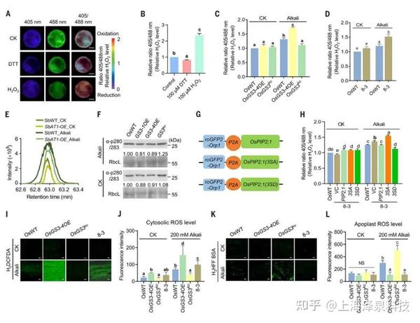 Science重磅：中国科学家首次发现编码Gγ蛋白的AT1耐盐碱基因，可大幅增强作物耐盐碱性并提高产量 - 知乎