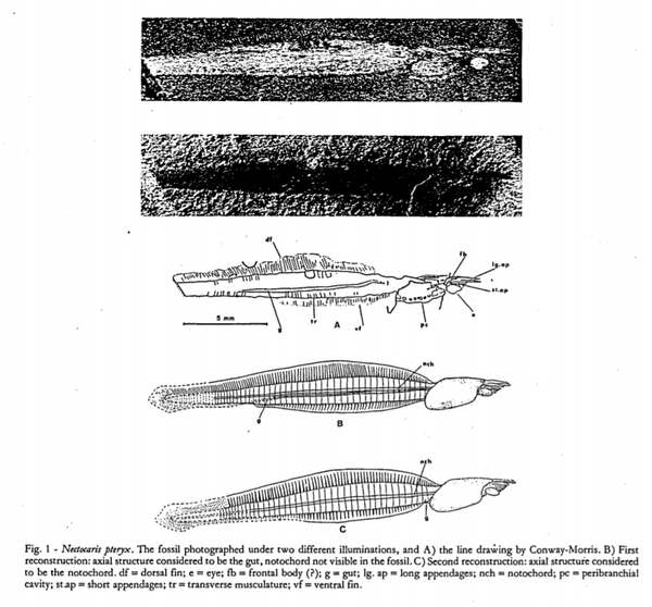 头足纲小传（28）寒海谜团：Nectocaris，内克虾/内耶克虫科 - 知乎