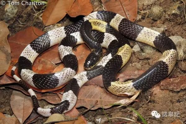献给钟爱的Bungarus环蛇属（Krait) - 知乎