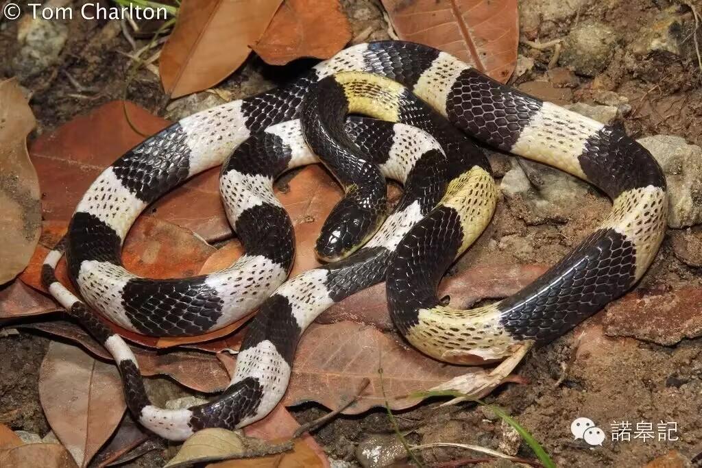 献给钟爱的Bungarus环蛇属（Krait) - 知乎
