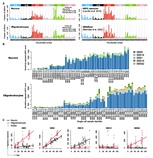 Cell | scWGS-seq＋snRNA-seq＋snATAC-seq—揭示人类不同的神经元和少突胶质细胞衰老体细胞突变模式 - 知乎