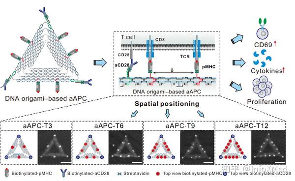 Sci Adv丨开发基于DNA折纸术的人工抗原提呈细胞用于过继T细胞治疗 - 知乎