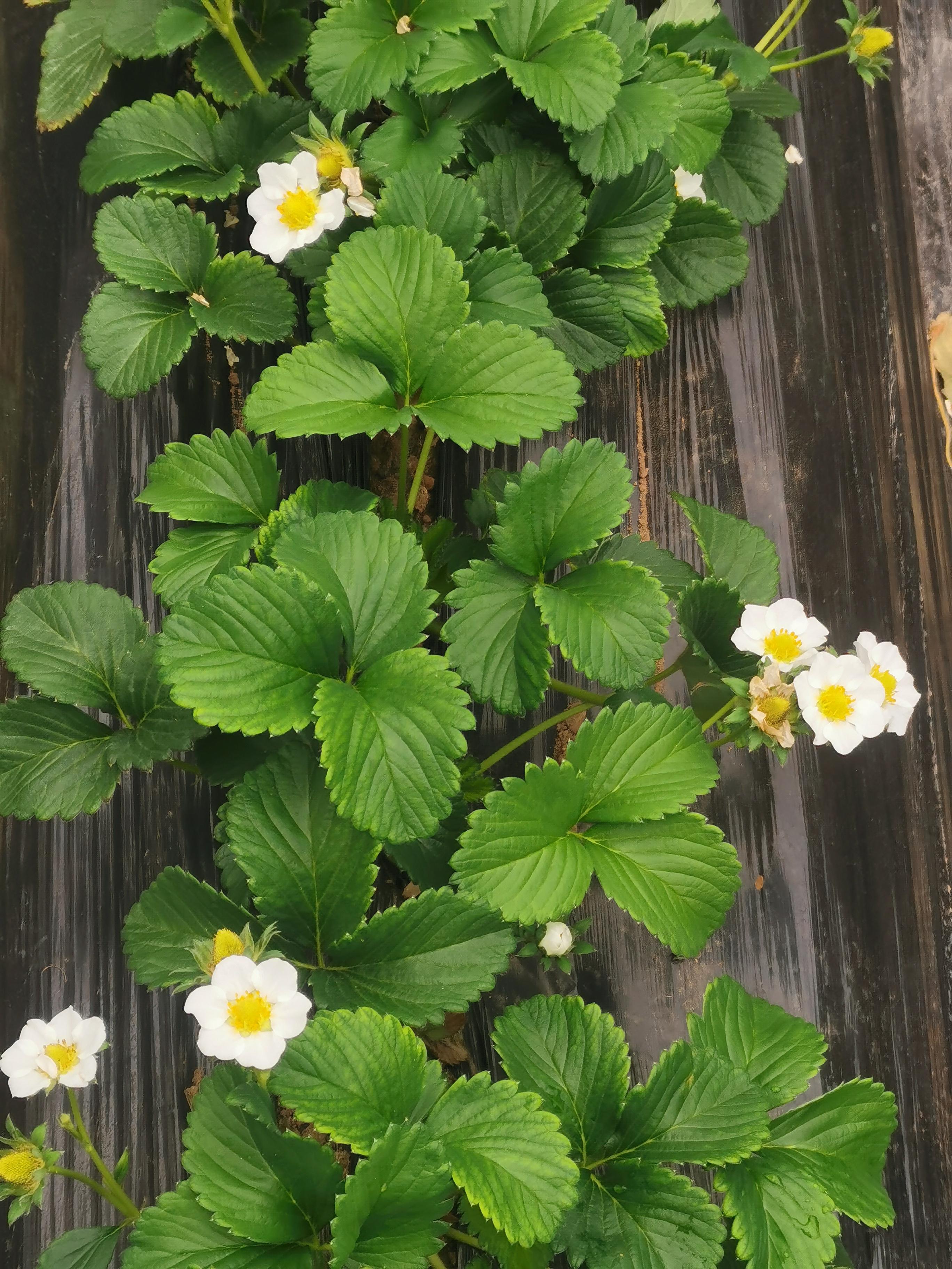 草莓苗期如何控制旺长，促花芽？ - 知乎