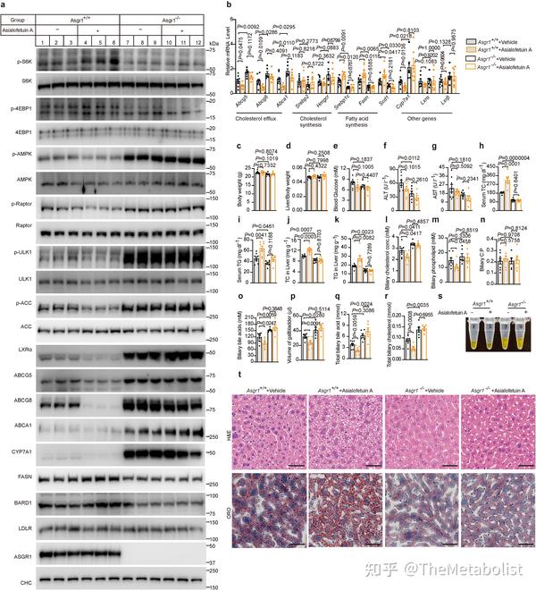 代谢学人--Nature: 驱逐胆固醇，Asgr1有奇效！ - 知乎