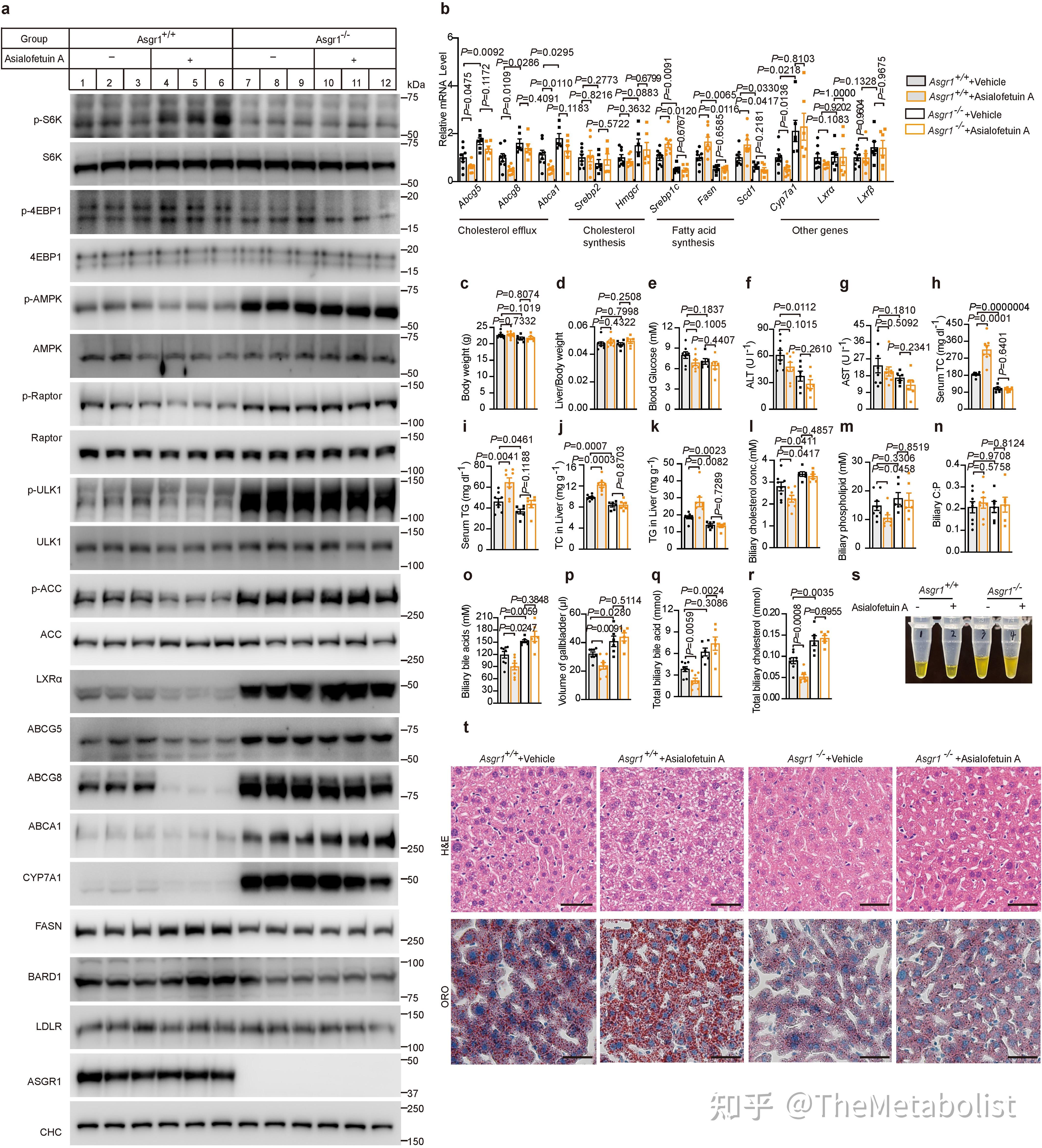 代谢学人--Nature: 驱逐胆固醇，Asgr1有奇效！ - 知乎