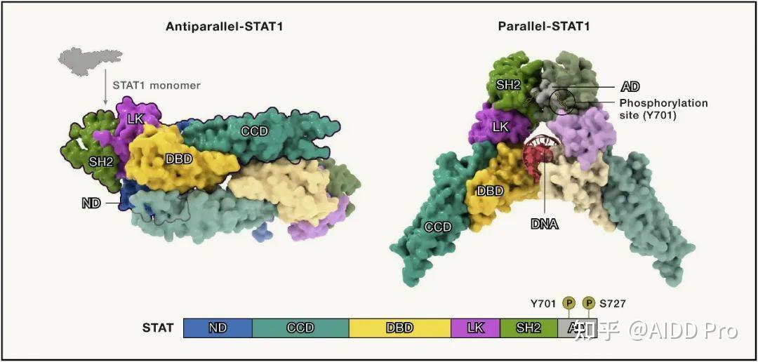JAK-STAT通路的30年：行者将至，道阻且长 - 知乎
