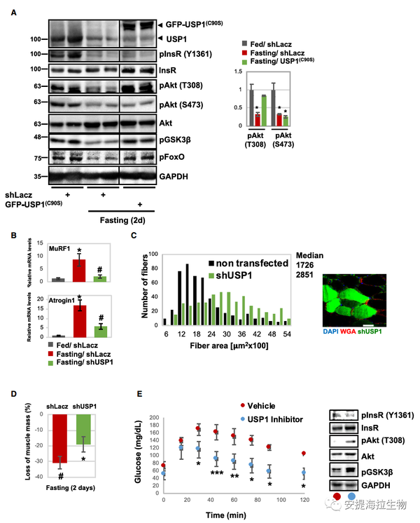 USP1通过去泛素化Akt抑制长期饥饿时肌肉中的PI3K-Akt-Foxo信号转导 - 知乎