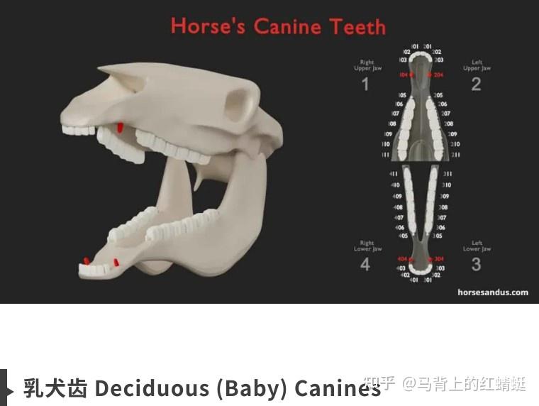 【科普】马牙齿的命名系统-Triadan Tooth Numbering System - 知乎