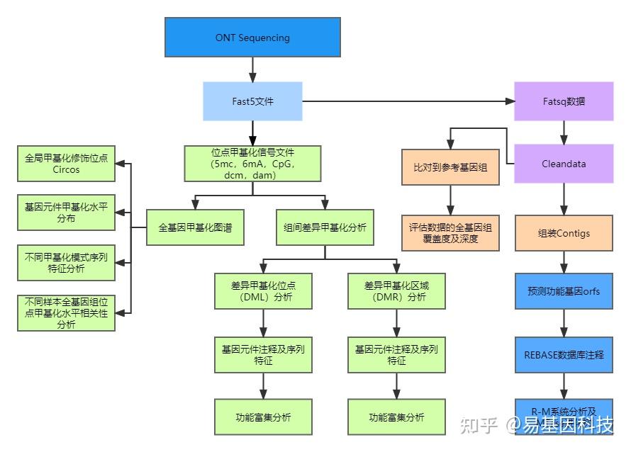 易基因｜细菌全基因组甲基化纳米孔测序(ONT)：技术推介 - 深圳市易基因科技 - 博客园
