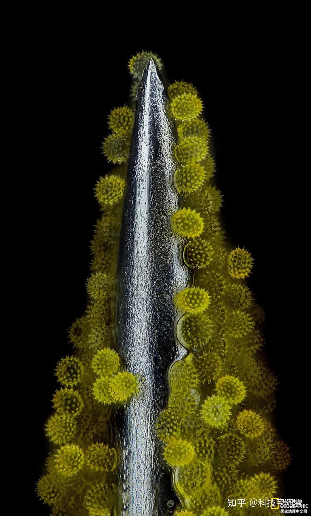 不要错过显微镜下的世界，生命原来可以如此美丽 - 知乎