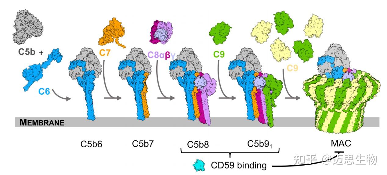 膜攻击复合物抑制因子CD59 - 知乎