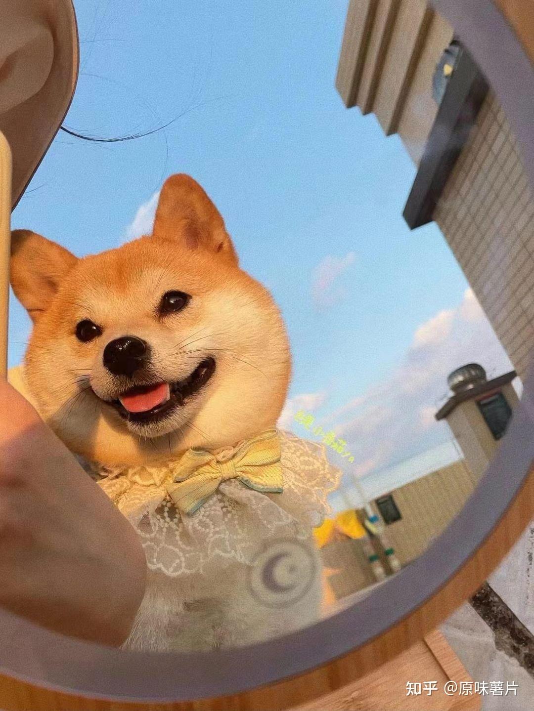 狗狗壁纸 - 知乎
