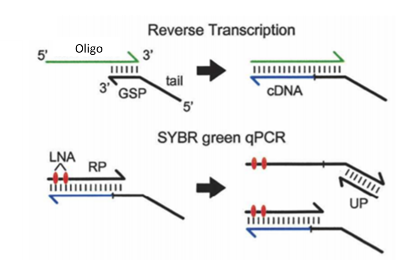 RT-qPCR技术在寡核苷酸DMPK定量分析中的应用 - 知乎