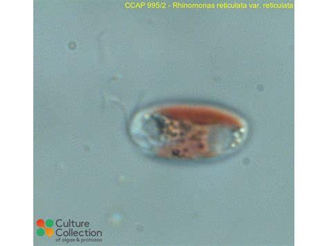 【古菌域全系列14】隐藻界Cryptista：隐于世间而影响世界 - 知乎