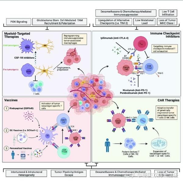胶质母细胞瘤的免疫治疗研究：疫苗、CAR-T、PD-1、溶瘤病毒等，究竟发展如何？ - 知乎