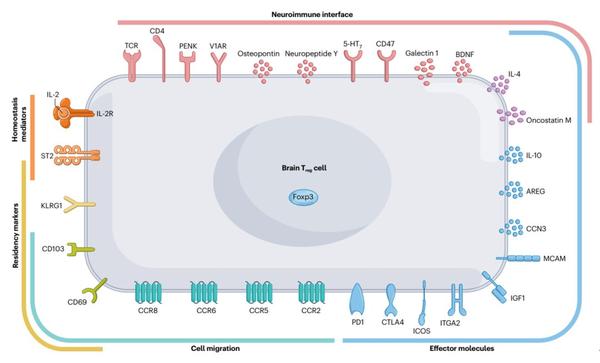 Nat Rev Immunol重要综述：大脑的调节T细胞 - 知乎