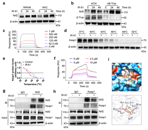 柳叶刀子刊丨IF：11.205丨Keap1-Nrf2 相互作用的小分子抑制剂通过选择性增强感染部位巨噬细胞的抗菌防御来减轻脓毒症 - 知乎