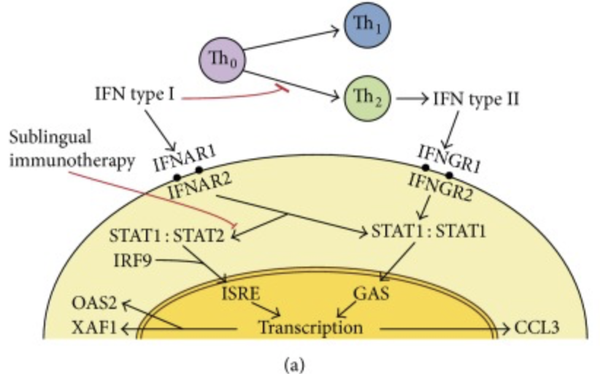 过敏性鼻炎别着急，这几种成分有帮助 - 知乎