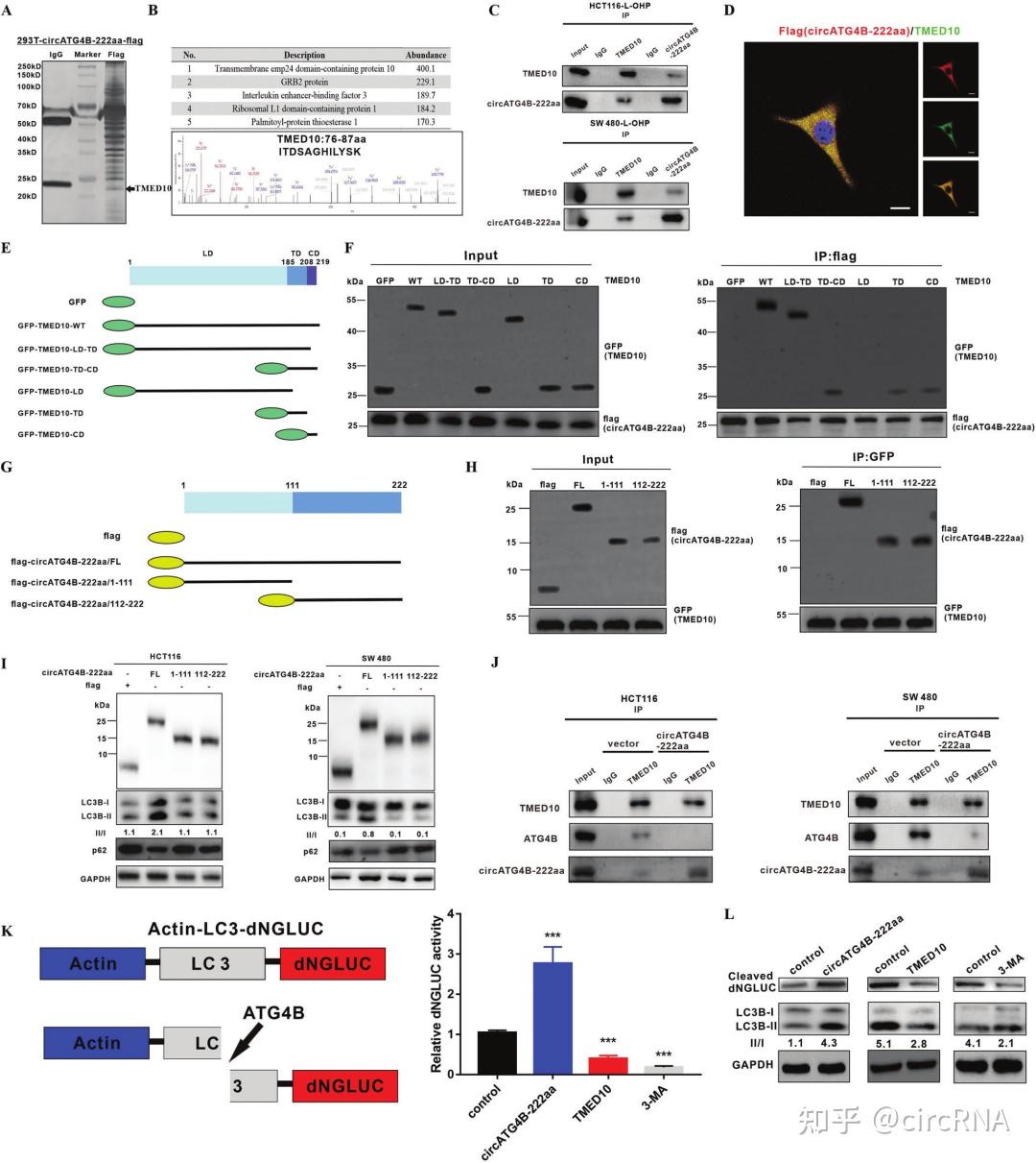 Advanced Science | 外泌体circRNA可编码新型蛋白质诱导结直肠癌细胞自噬并产生奥沙利铂耐药性 - 知乎