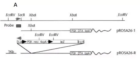 工具鼠的工具鼠，Reporter 鼠简介 - 知乎