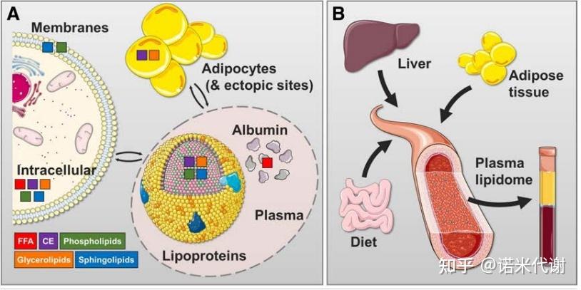 【Circulation】IF39.9！血浆脂质组大样本如何设计研究方案 - 知乎