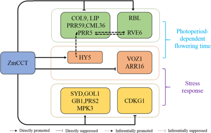 BMC Plant Biol｜DAP-seq和RNA-seq揭示转录因子ZmCCT调节玉米光周期依赖性开花和胁迫响应 - 知乎