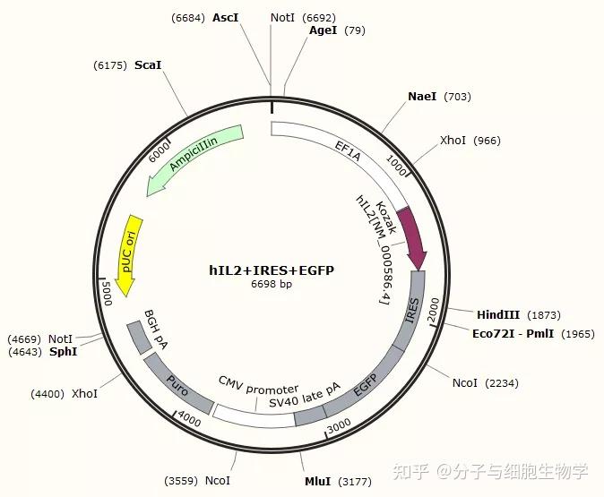 IRES与2A肽(P2A/T2A/E2A/F2A) - 知乎