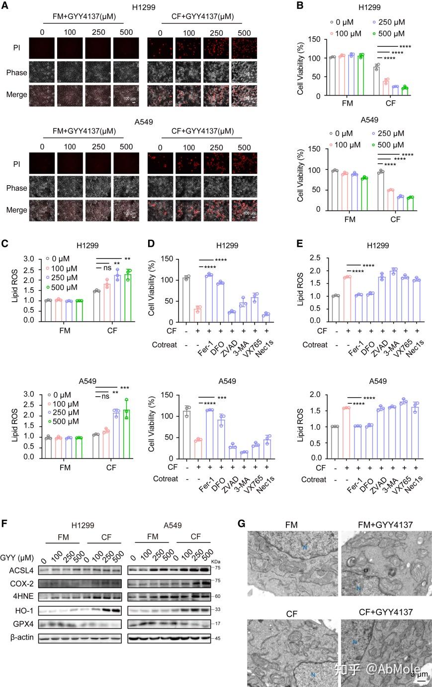 AbMole小课堂丨RSL3--铁死亡激动剂及其抗肿瘤研究 - 知乎